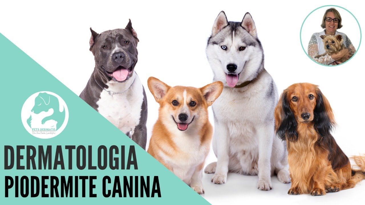 Piodermatite em cães: sintomas, tratamento e prevenção