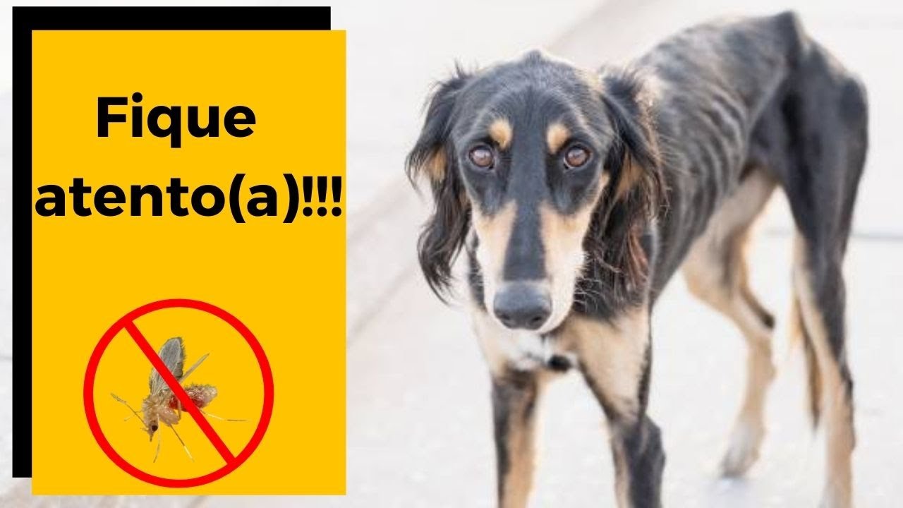 Saiba como identificar os sintomas da leishmaniose canina em seu cão 🐶😷